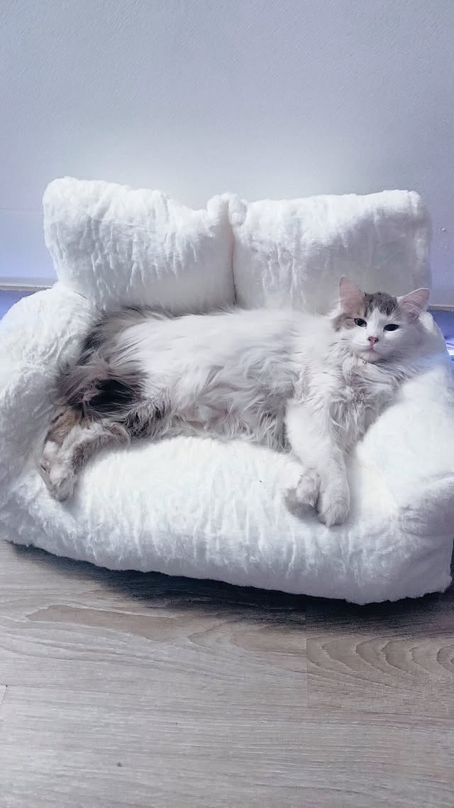 Josbert | Frontend Engineer & Creative Developer